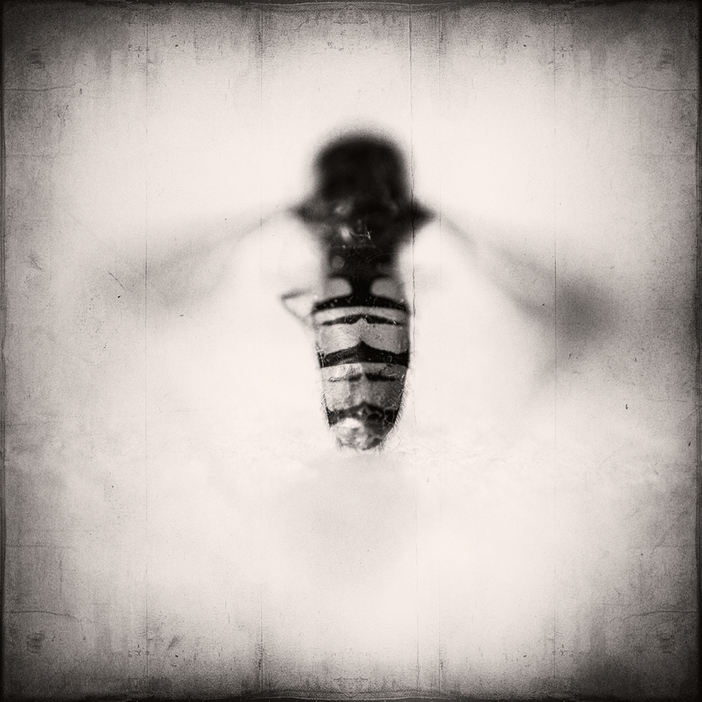 Photo Art – Maria Frodl Photography