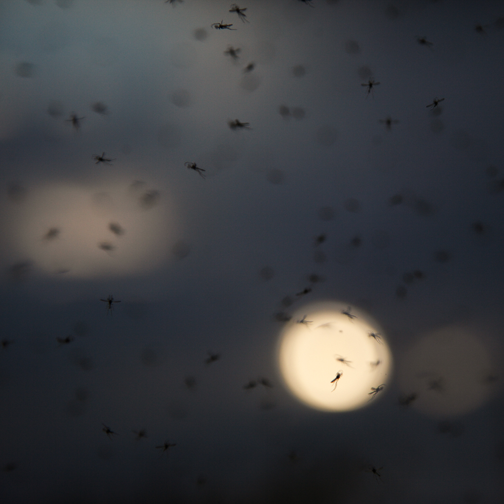 Photo Art – Maria Frodl Photography